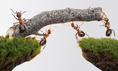 Becoming A Great Follower! - Leaders also require great followers